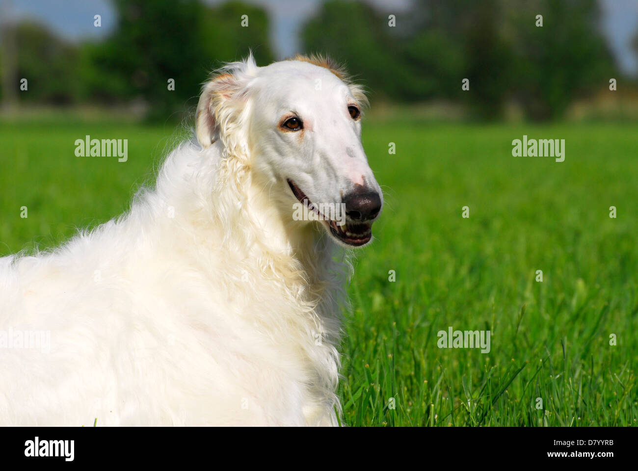 Portrait borzoi side view hi-res stock photography and images - Alamy