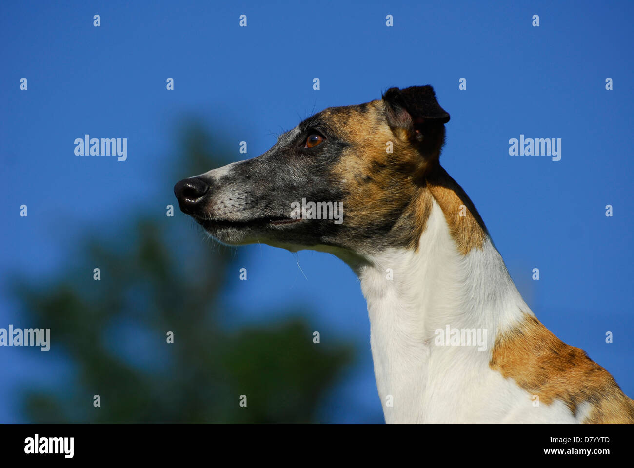 Whippet profile hi-res stock photography and images - Alamy