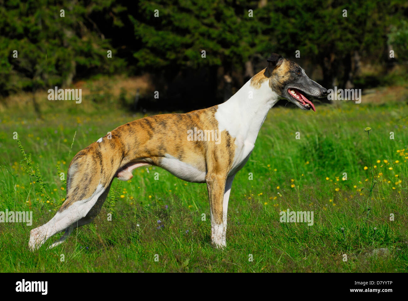 Whippet profile hi-res stock photography and images - Alamy