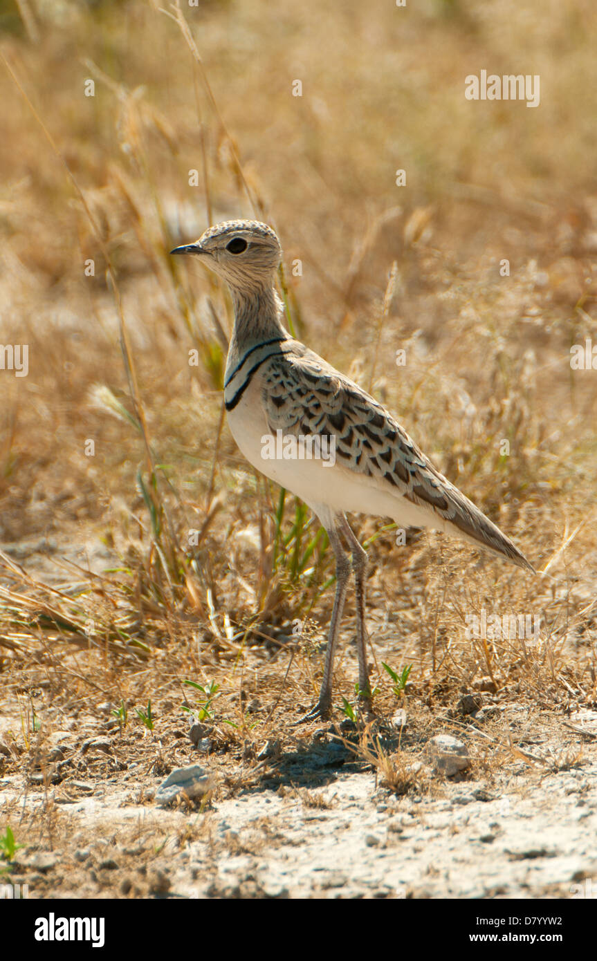 Two banded courser hi-res stock photography and images - Alamy