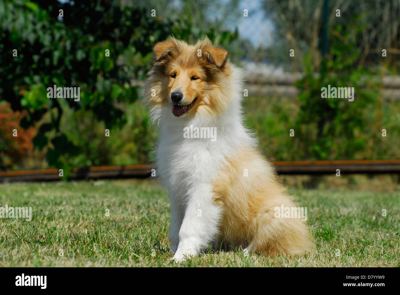 sitting long-haired Collie Stock Photo - Alamy
