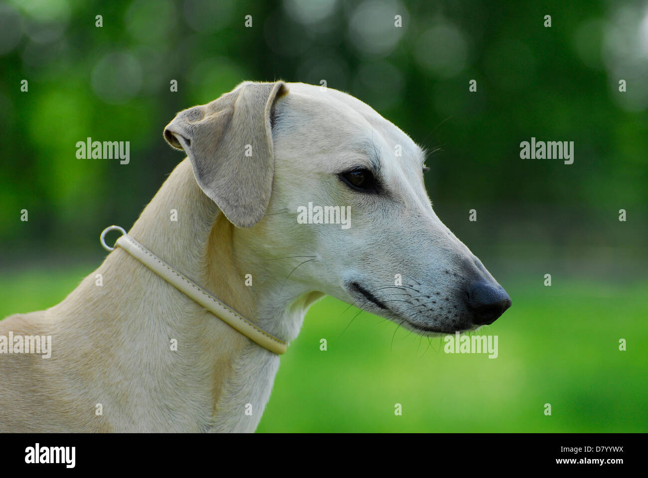 Sloughis hi-res stock photography and images - Alamy
