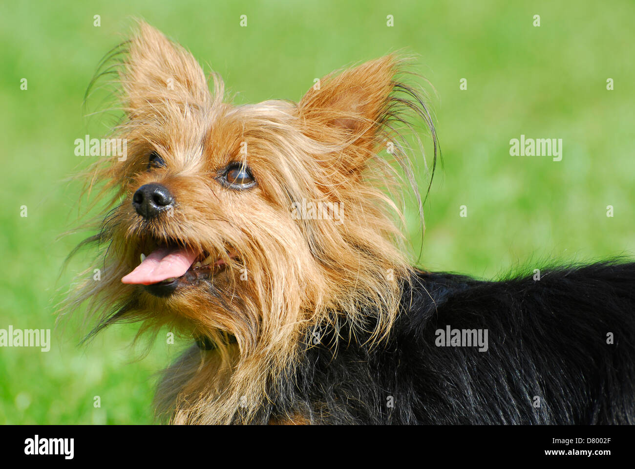 Australian silky terrier hi-res stock photography and images - Alamy