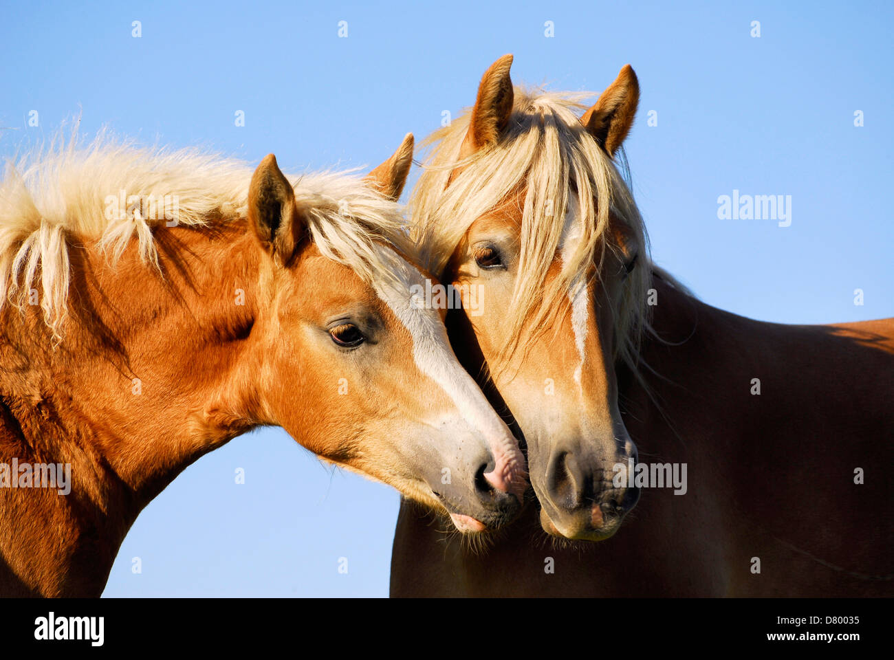 Haflinger mare with foal Stock Photo - Alamy