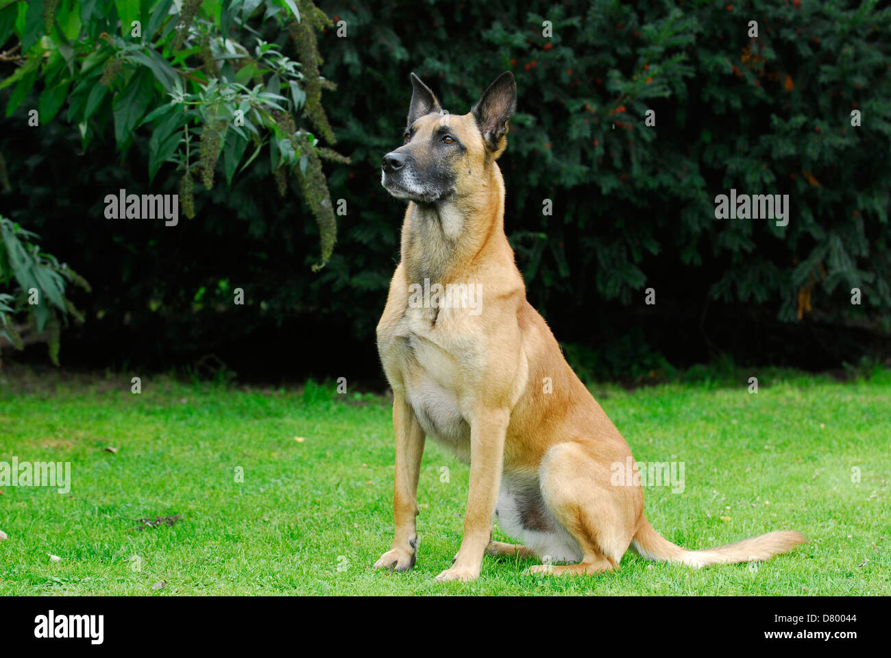 Old malinois sitting hi-res stock photography and images - Alamy