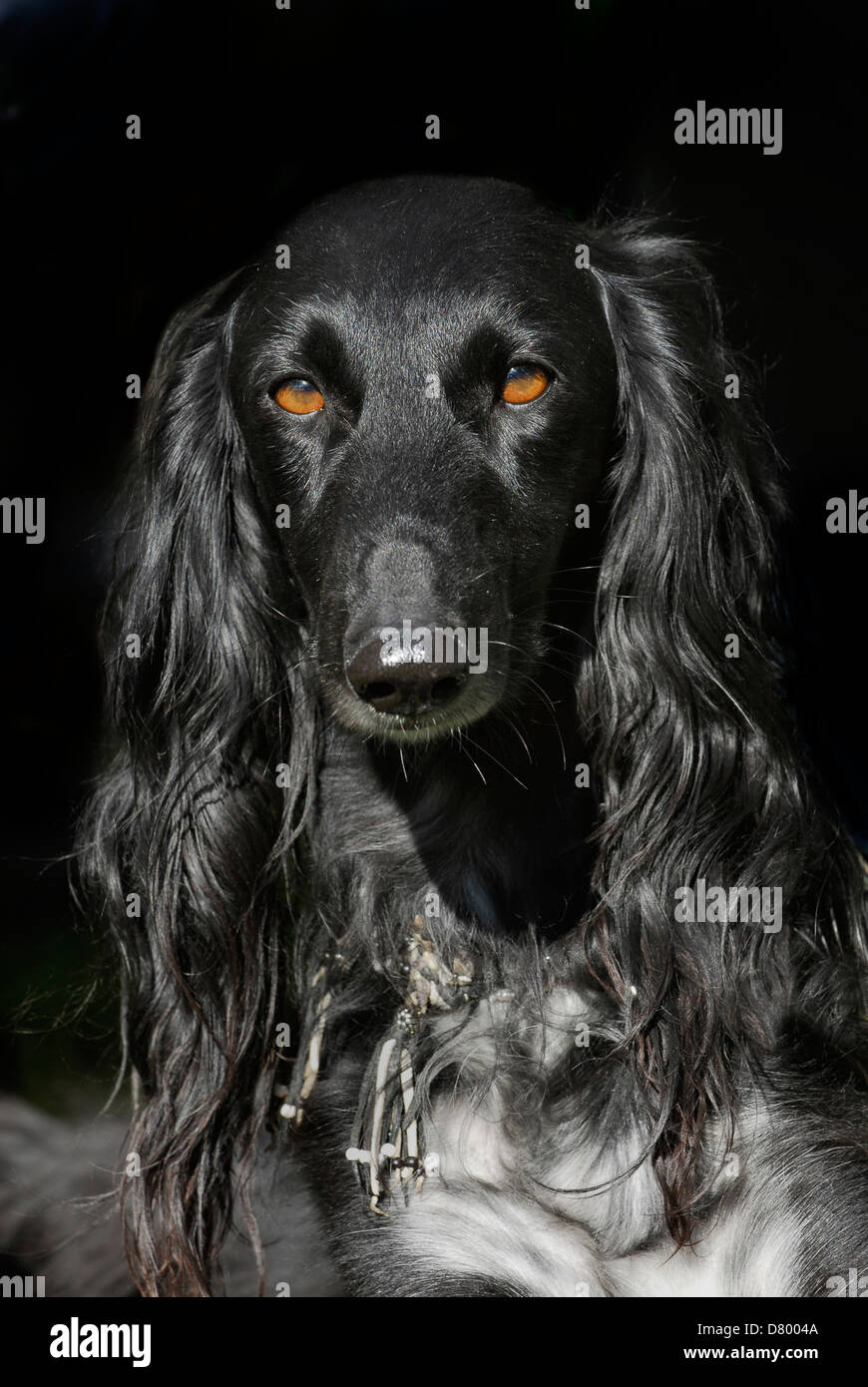 White saluki hi-res stock photography and images - Alamy