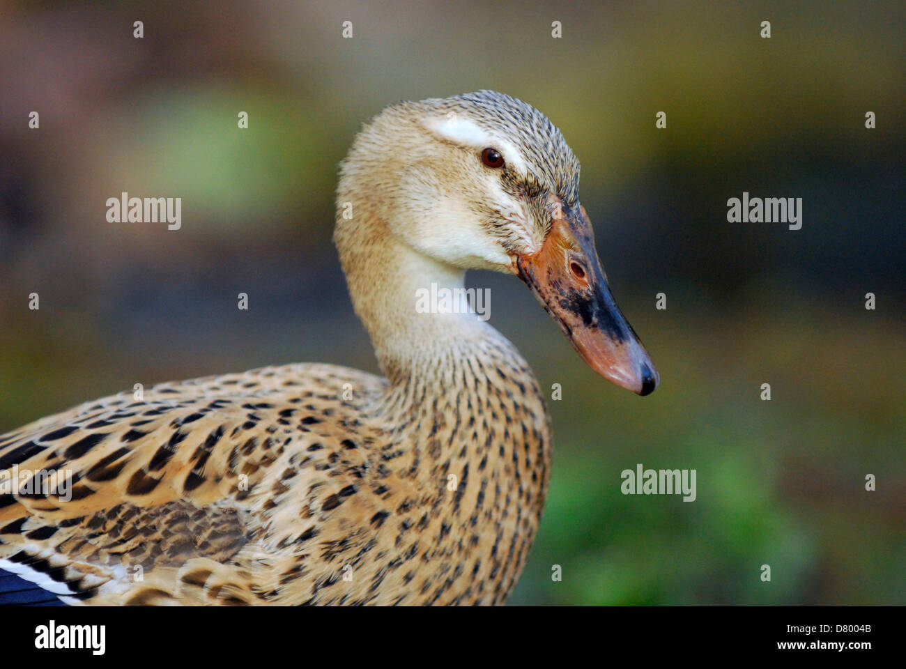 Female indian runner duck hi-res stock photography and images - Alamy