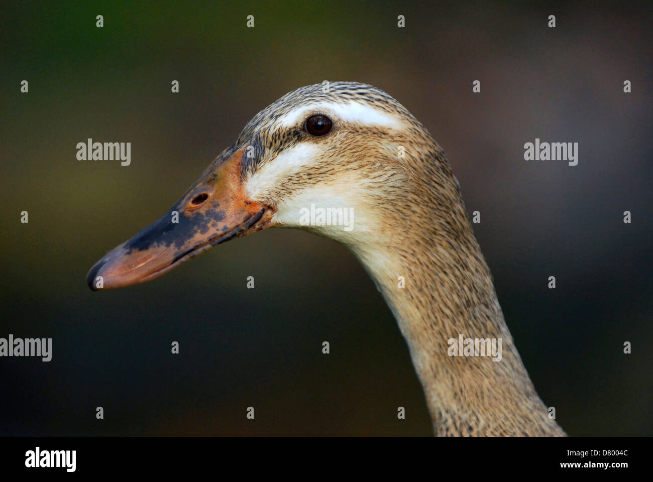 Female indian runner duck hi-res stock photography and images - Alamy