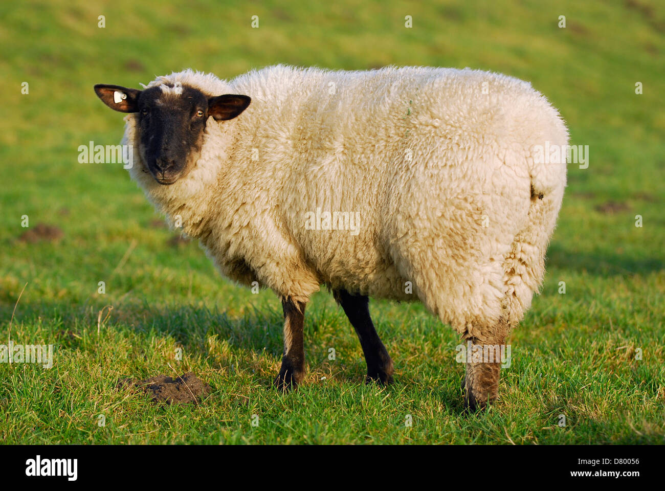 Blackhead Sheep High Resolution Stock Photography and Images - Alamy