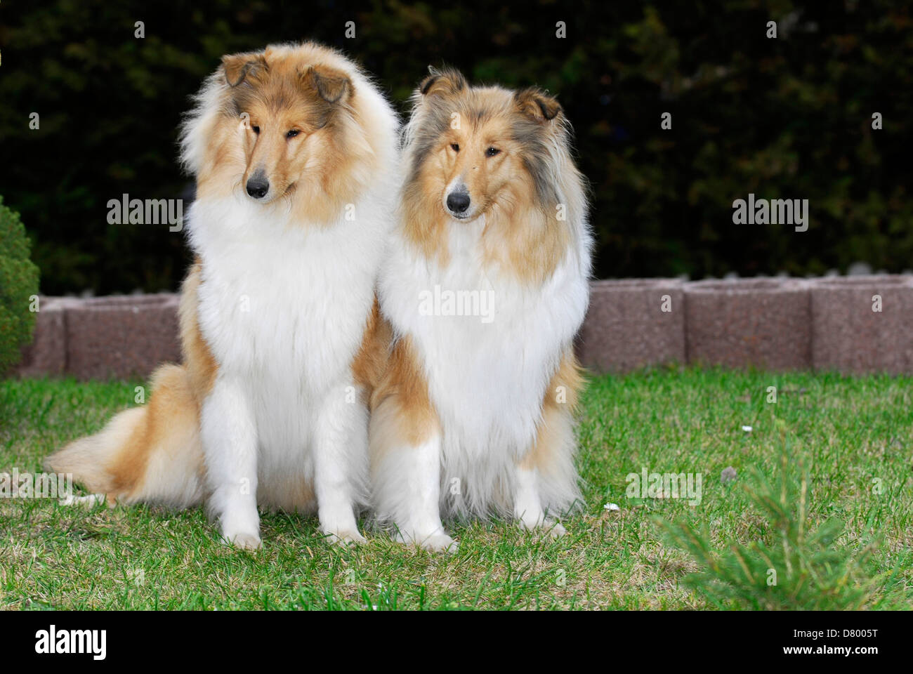 Two rough collie dogs hi-res stock photography and images - Alamy