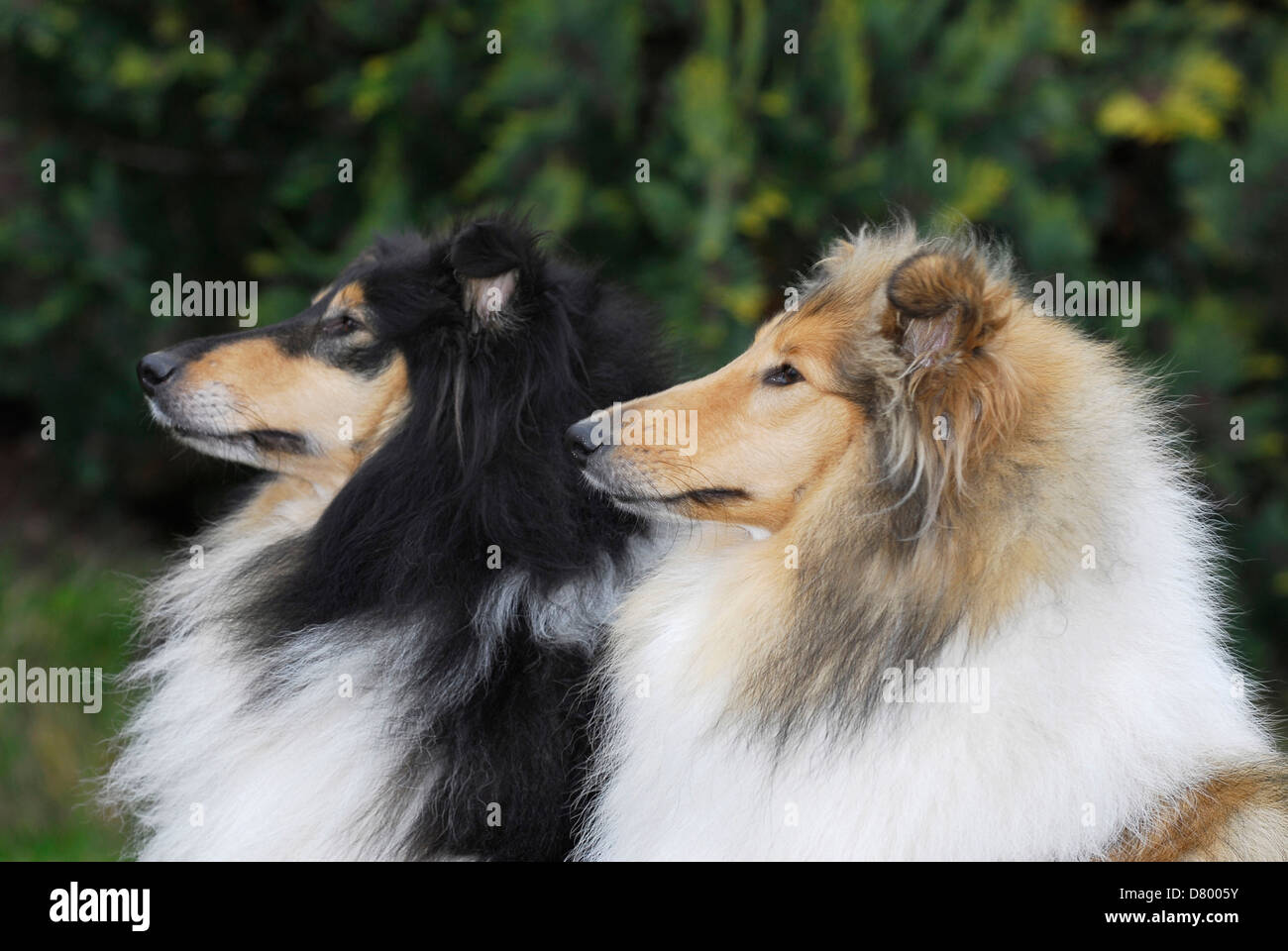 Two rough collie dogs hi-res stock photography and images - Alamy