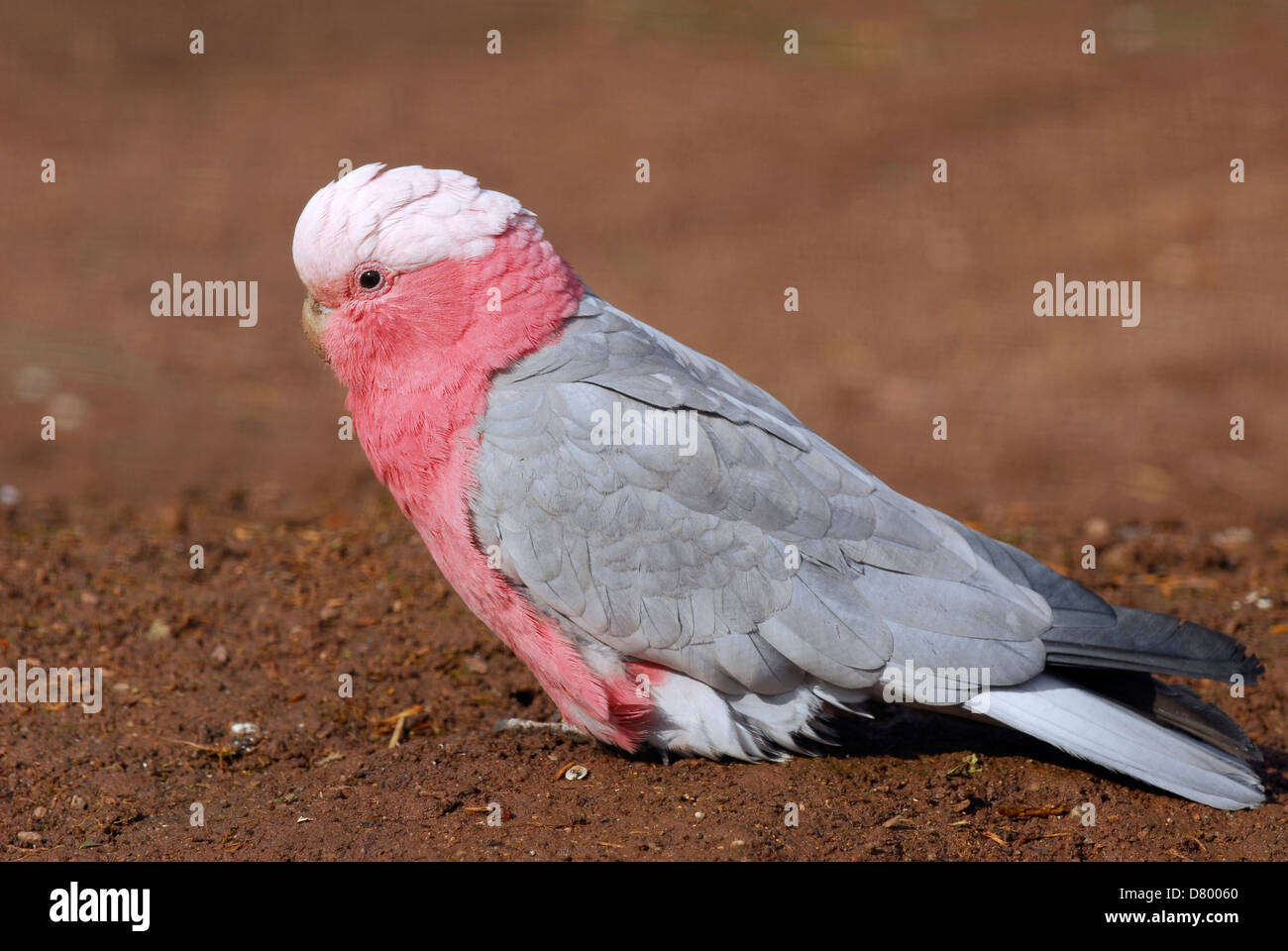 Galah galahs hi-res stock photography and images - Alamy