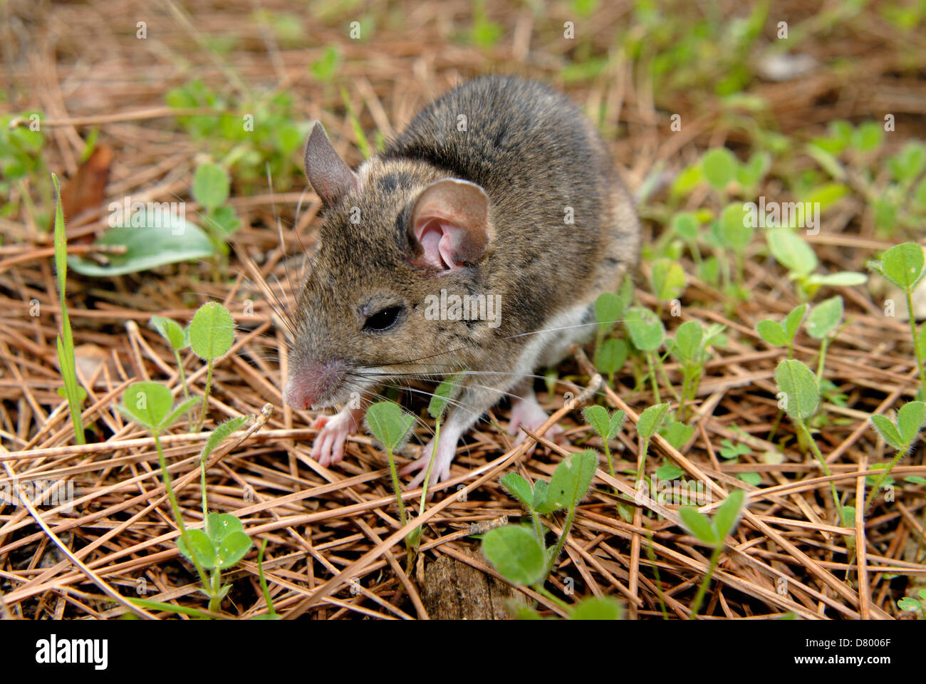 Broad toothed mouse hi-res stock photography and images - Alamy