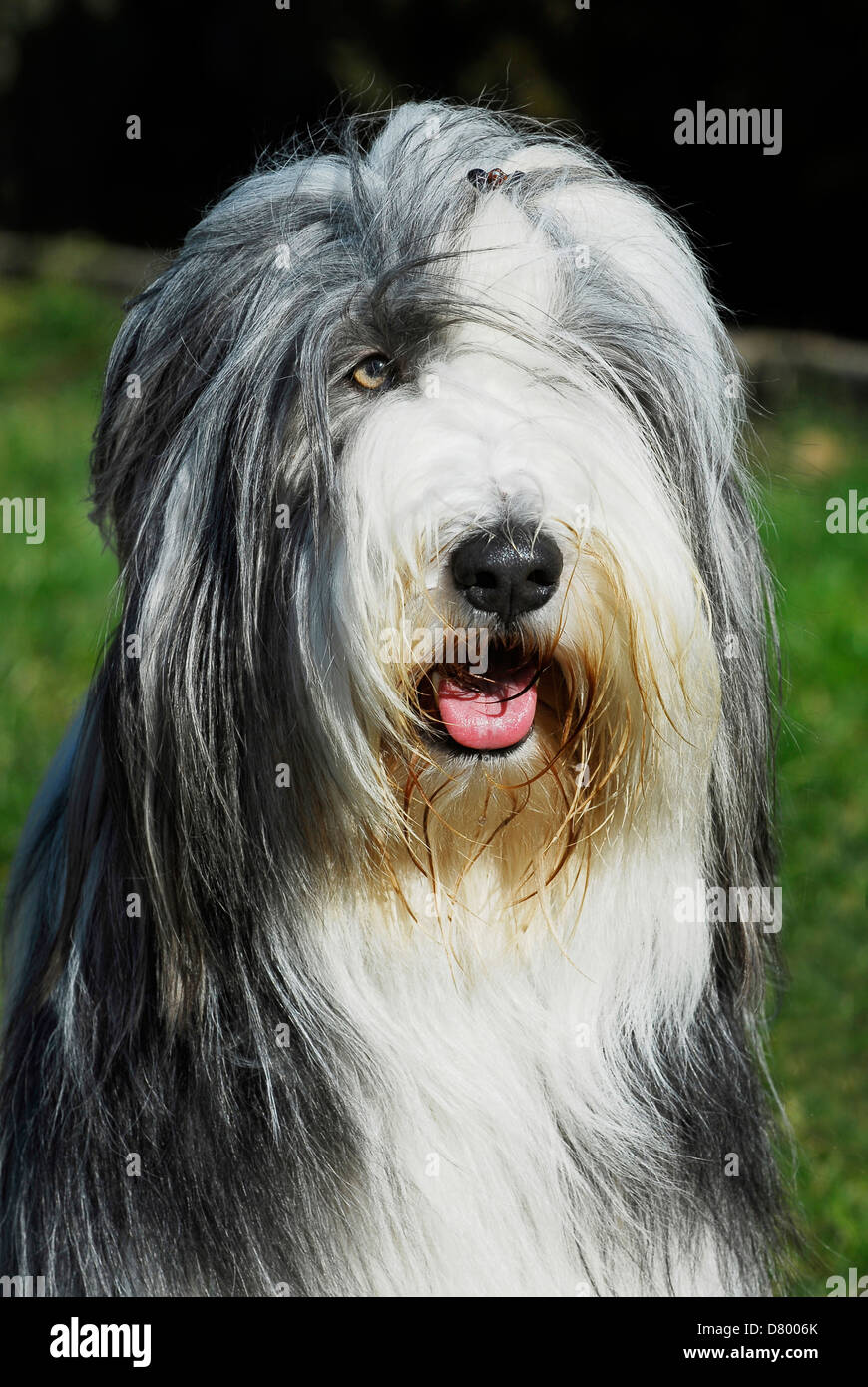 Grey white bearded collie sitting hi-res stock photography and images ...