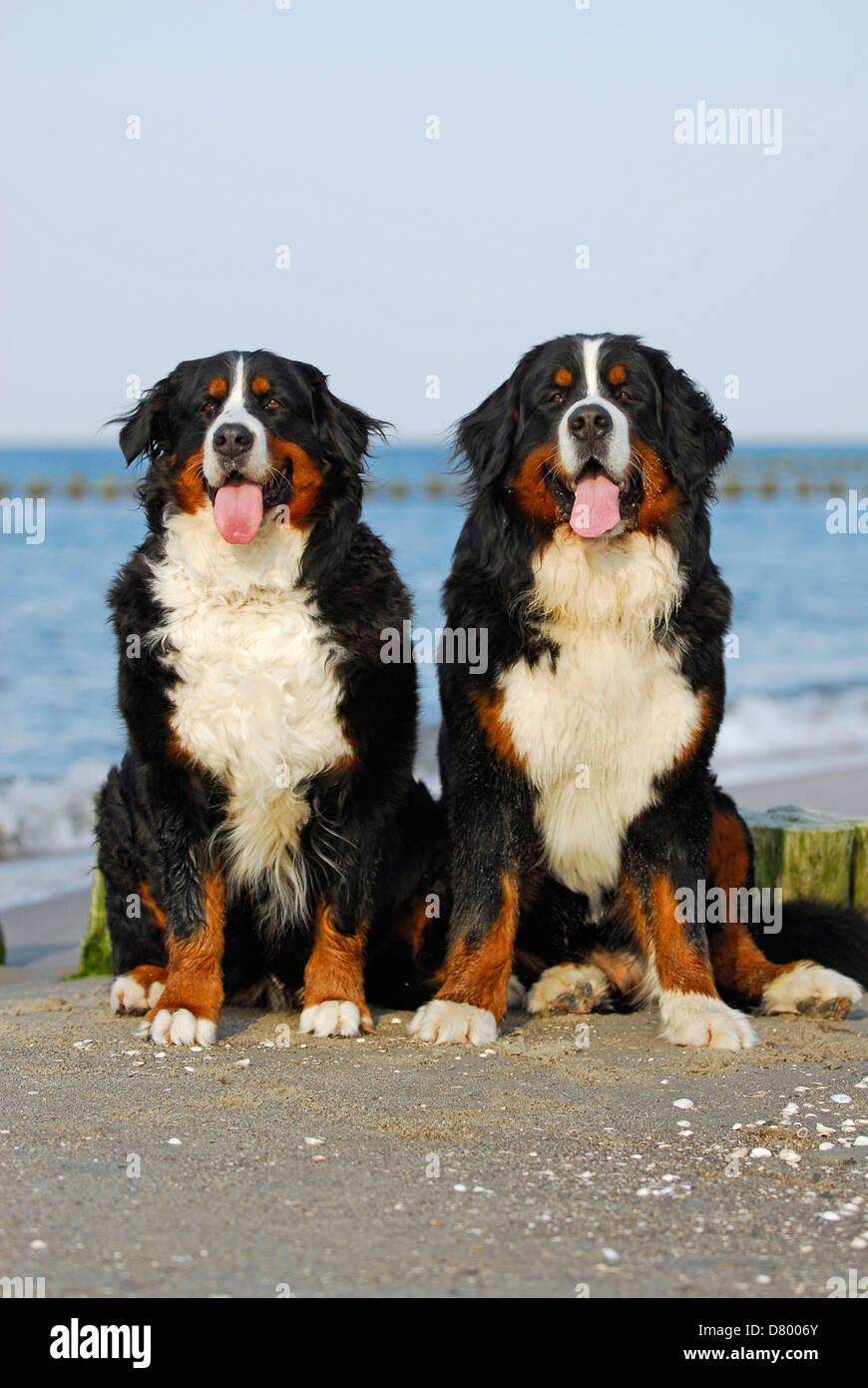 Bernese Mountain Dogs Stock Photo - Alamy