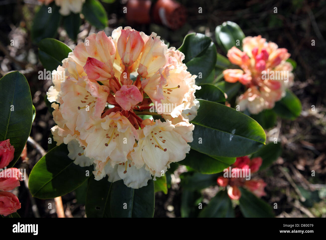 Rhododendron Alpen Rose in an Irish woodland garden Stock Photo - Alamy