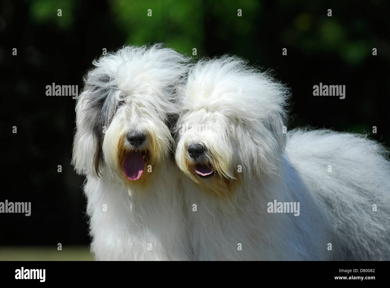 White bobtail hi-res stock photography and images - Alamy