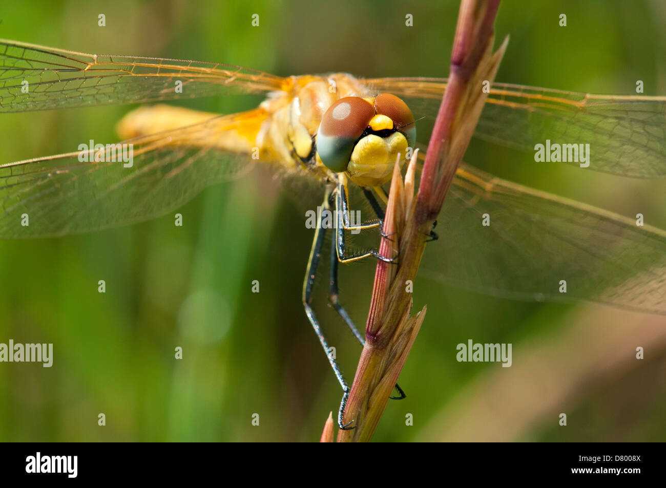 Dragonfly close up hi-res stock photography and images - Alamy