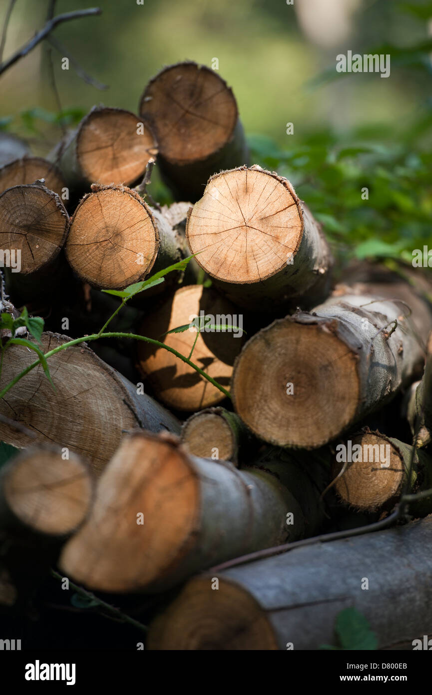 a pile of logs in forest have been cut down and stacked while coppicing ...