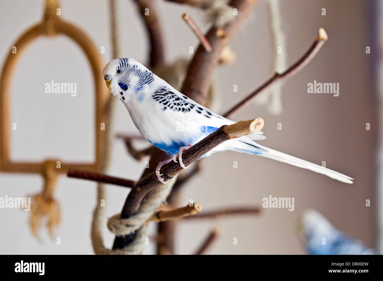 White budgies hi-res stock photography and images - Alamy