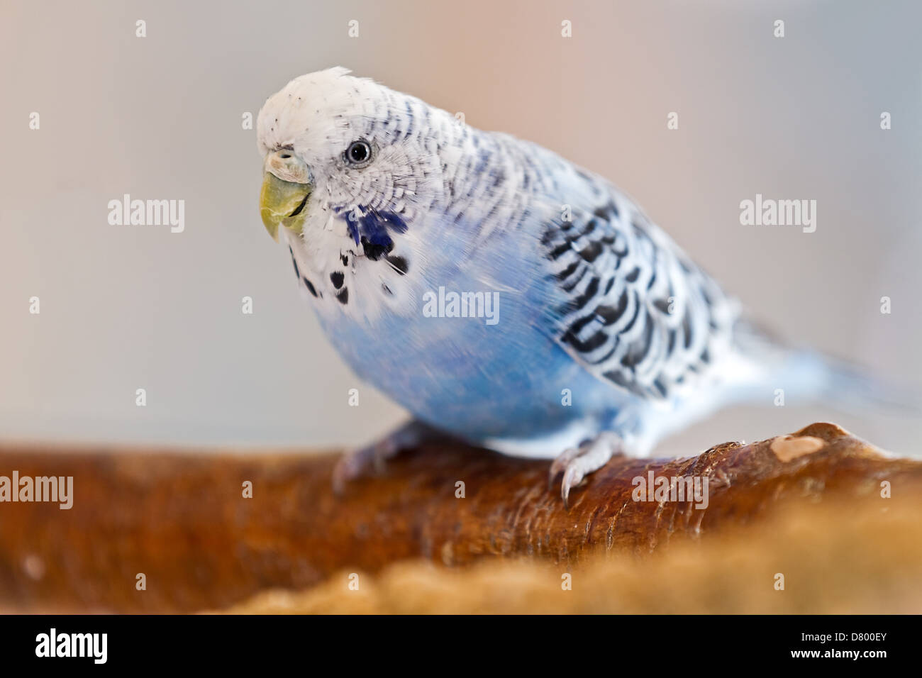 White budgies hi-res stock photography and images - Alamy