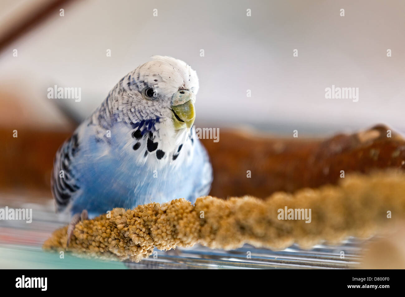 White budgies hi-res stock photography and images - Alamy