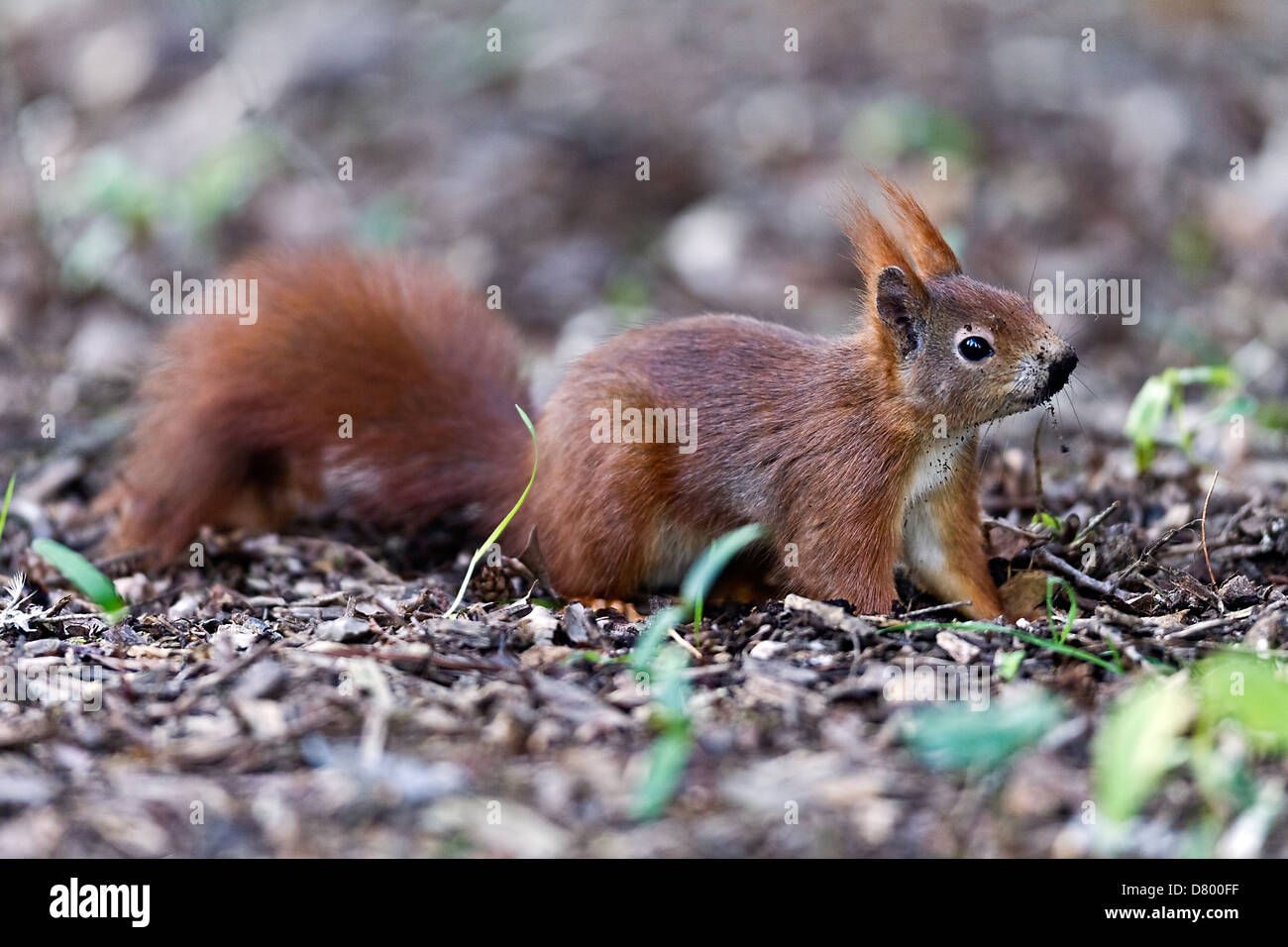 Eurasian red squirrel Stock Photo - Alamy