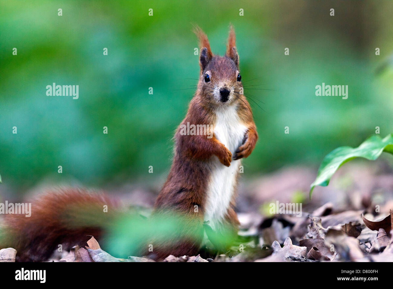 Eurasian red squirrel Stock Photo - Alamy