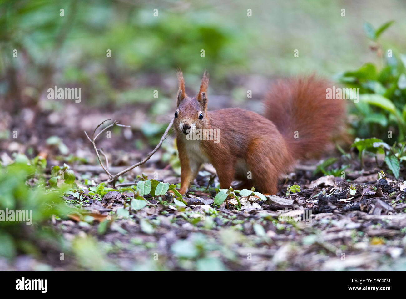 Eurasian red squirrel Stock Photo - Alamy
