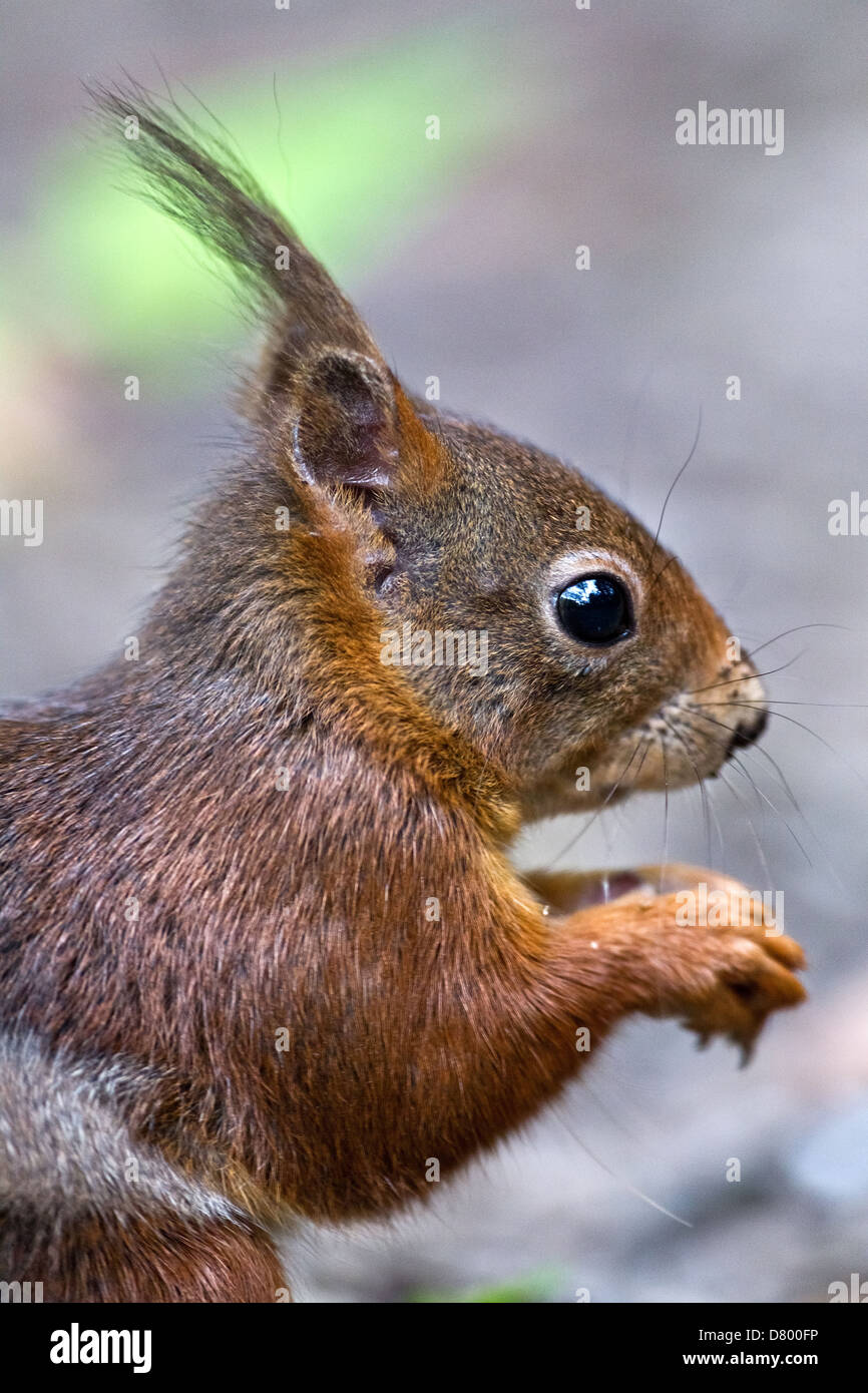 Eurasian red squirrel Stock Photo - Alamy