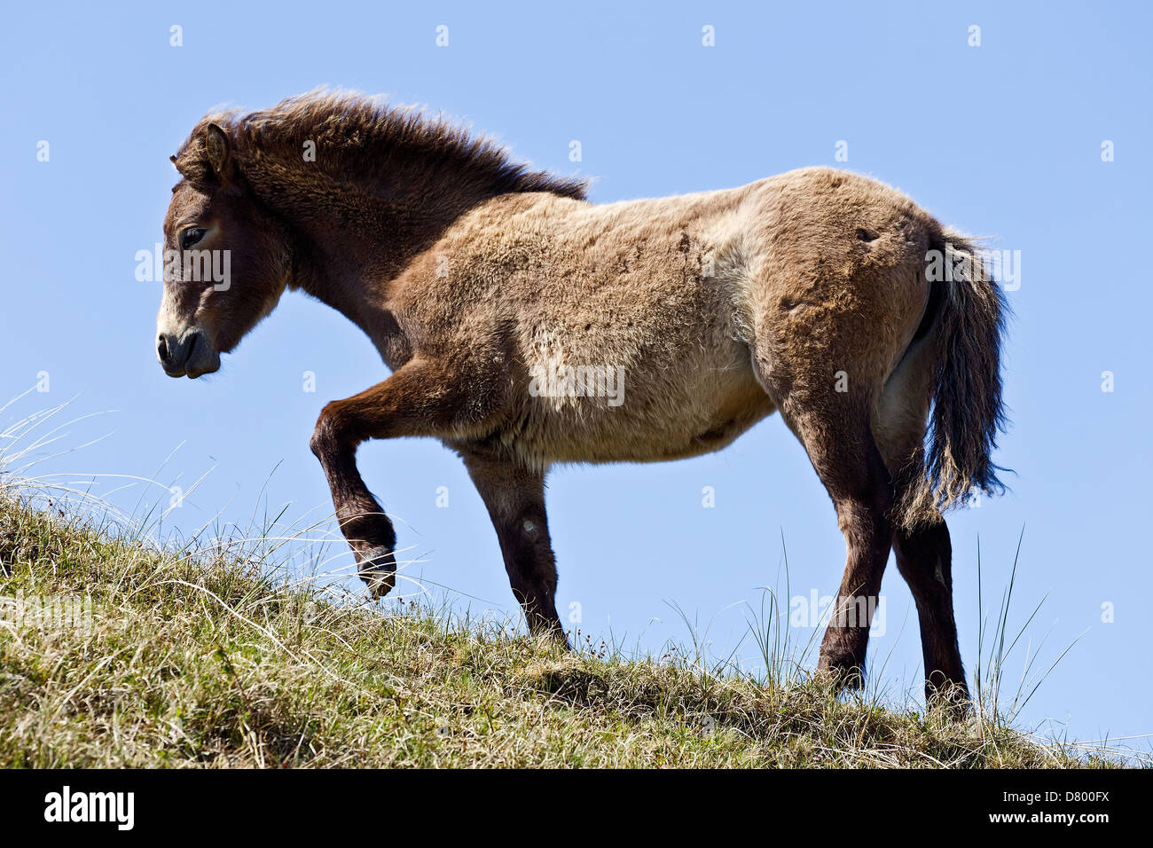 Exmoor walks horse hi-res stock photography and images - Alamy
