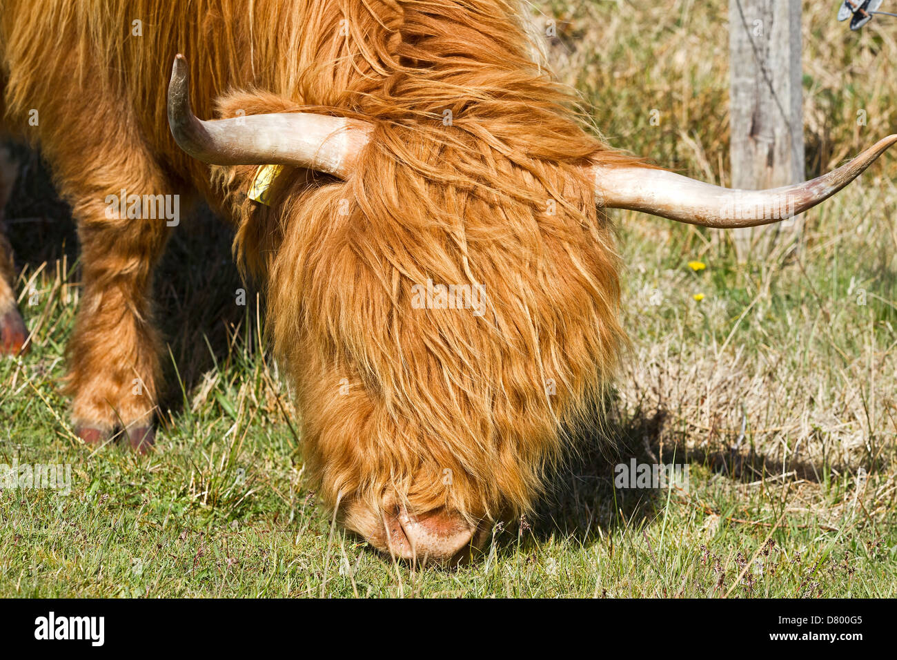 Highland cow eats hi-res stock photography and images - Alamy