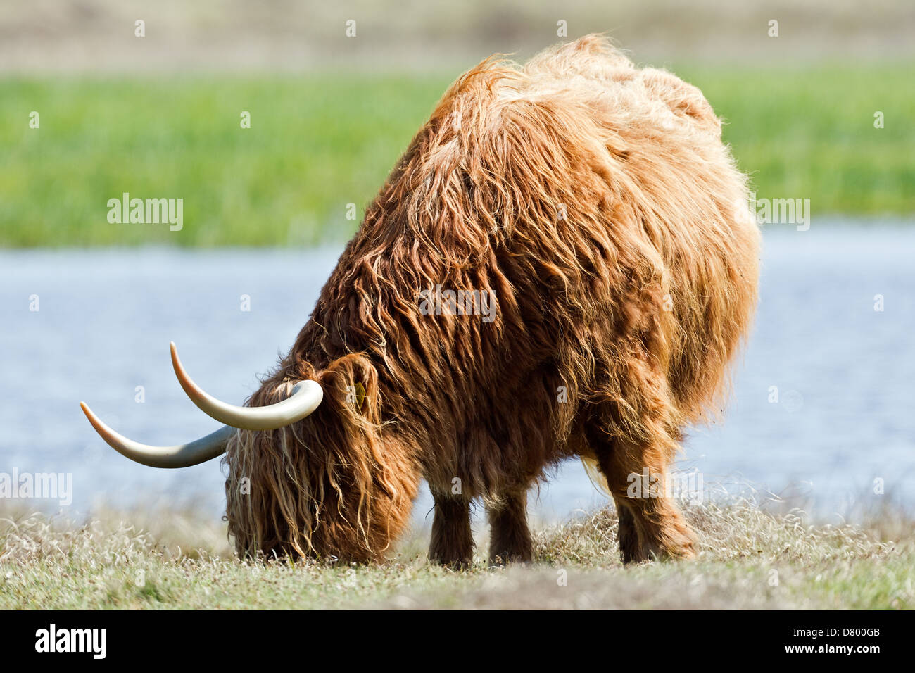 Highland cow eats hi-res stock photography and images - Alamy