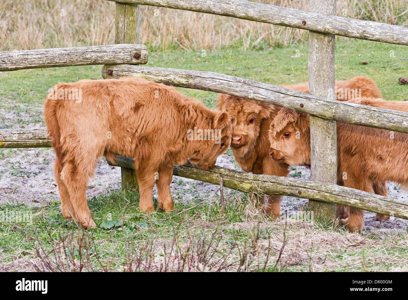 Side view of highland cow calf hi-res stock photography and images - Alamy