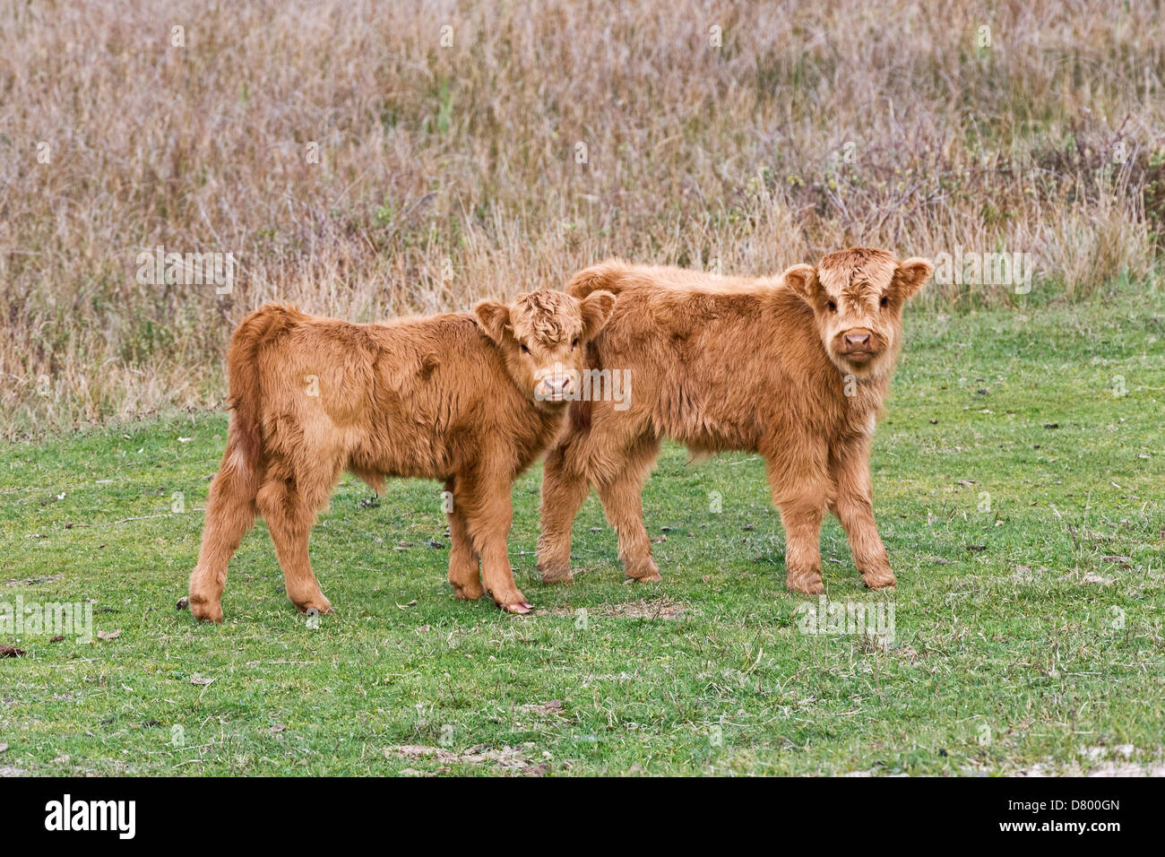 Side view of highland cow calf hi-res stock photography and images - Alamy