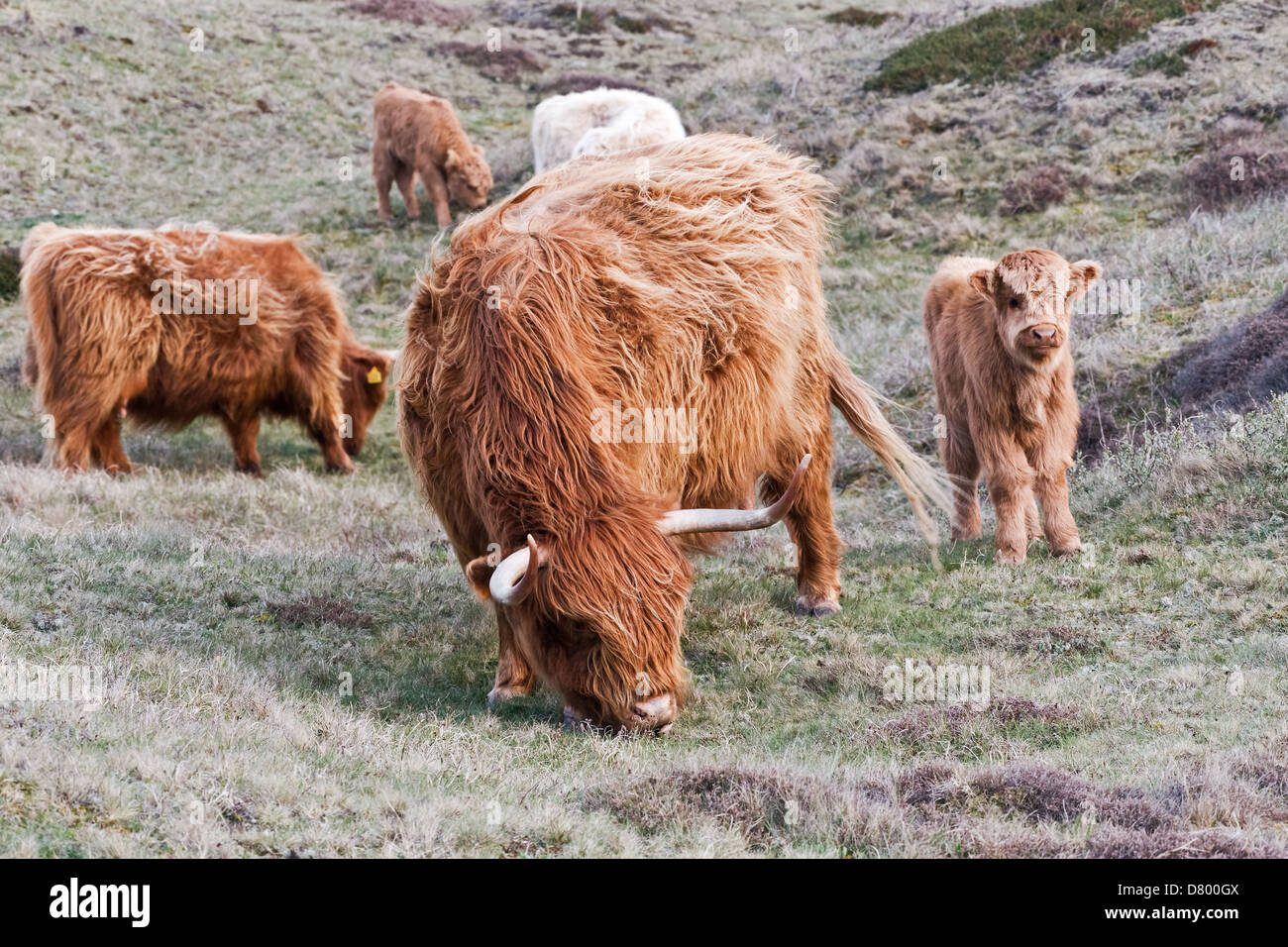 Highland cow eats hi-res stock photography and images - Alamy