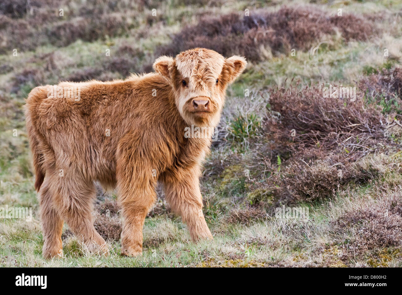 Side view of highland cow calf hi-res stock photography and images - Alamy