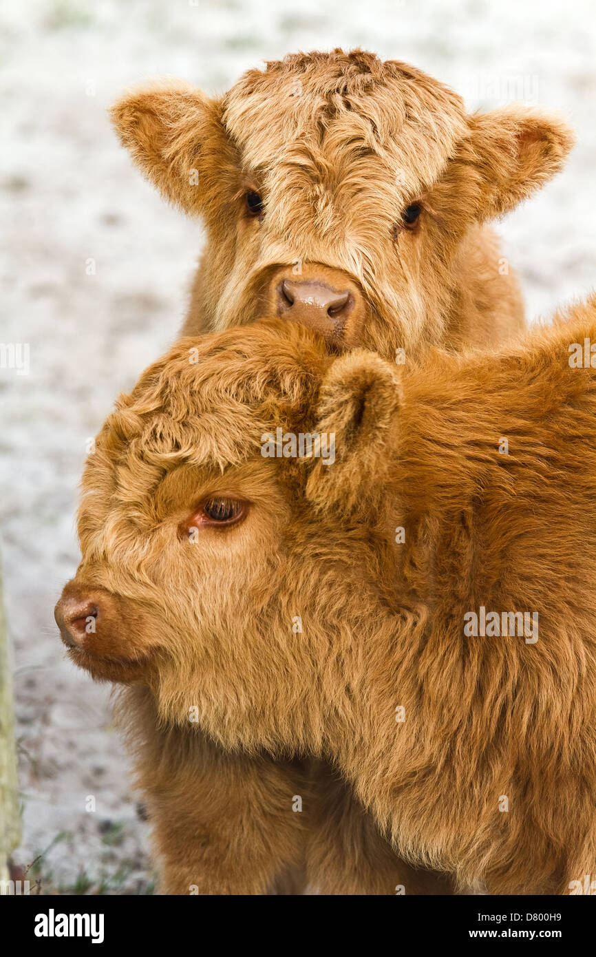 Side view of highland cow calf hi-res stock photography and images - Alamy