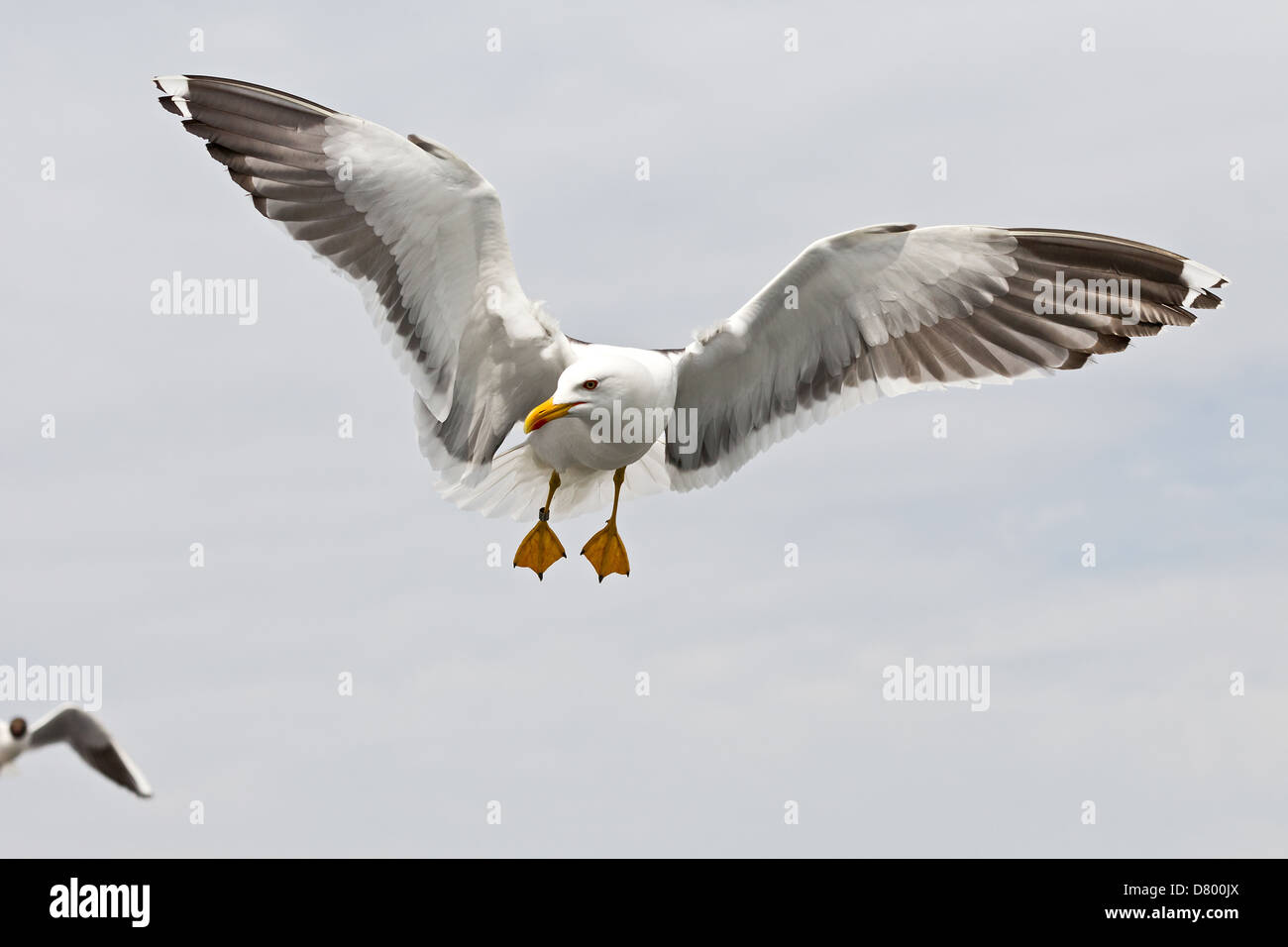 Herring gull flying landscape format hi-res stock photography and ...