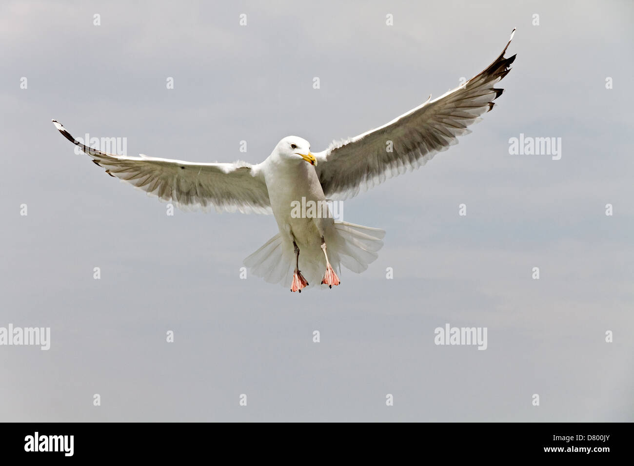 Herring gull flying landscape format hi-res stock photography and ...