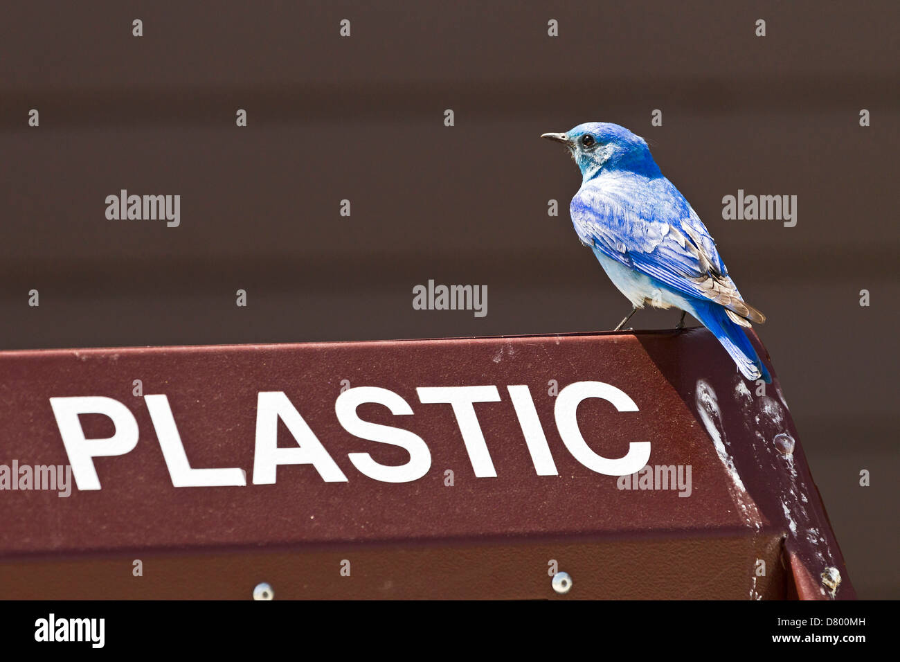 Bluebird side view hi-res stock photography and images - Alamy