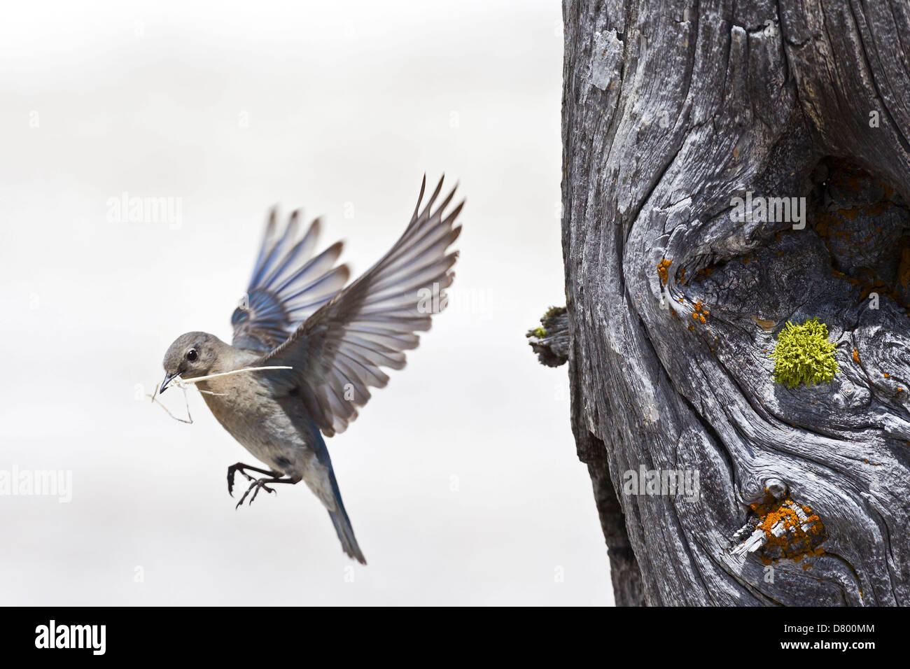 Breeding female mountain bluebird hi-res stock photography and images ...