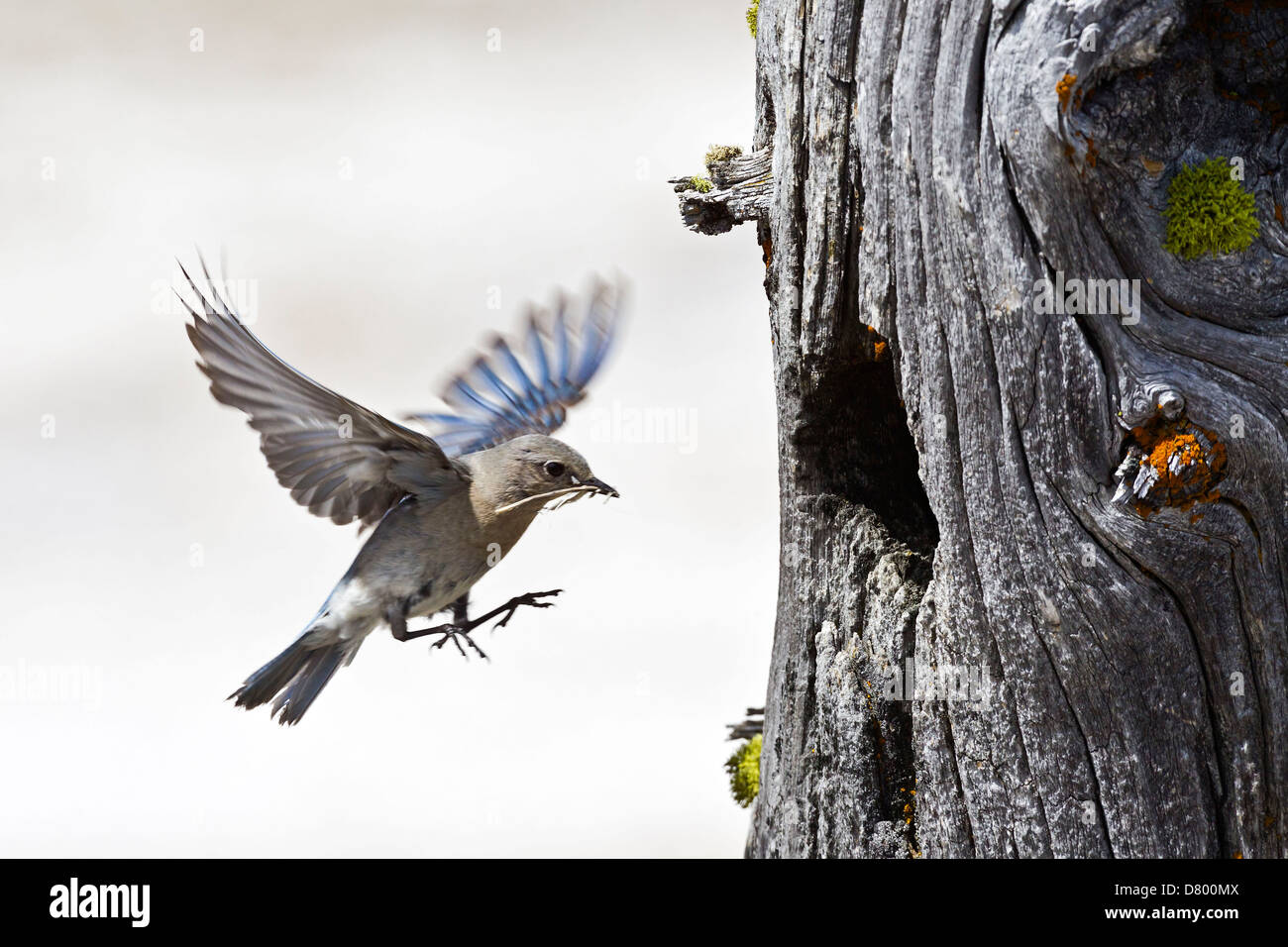 Breeding female mountain bluebird hi-res stock photography and images ...