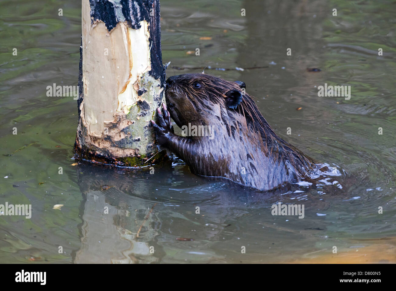 Beaver nibbles hi-res stock photography and images - Alamy