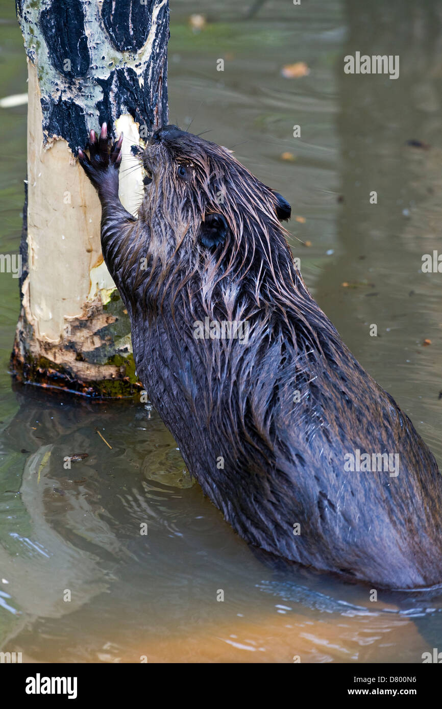 Beaver nibbles hi-res stock photography and images - Alamy