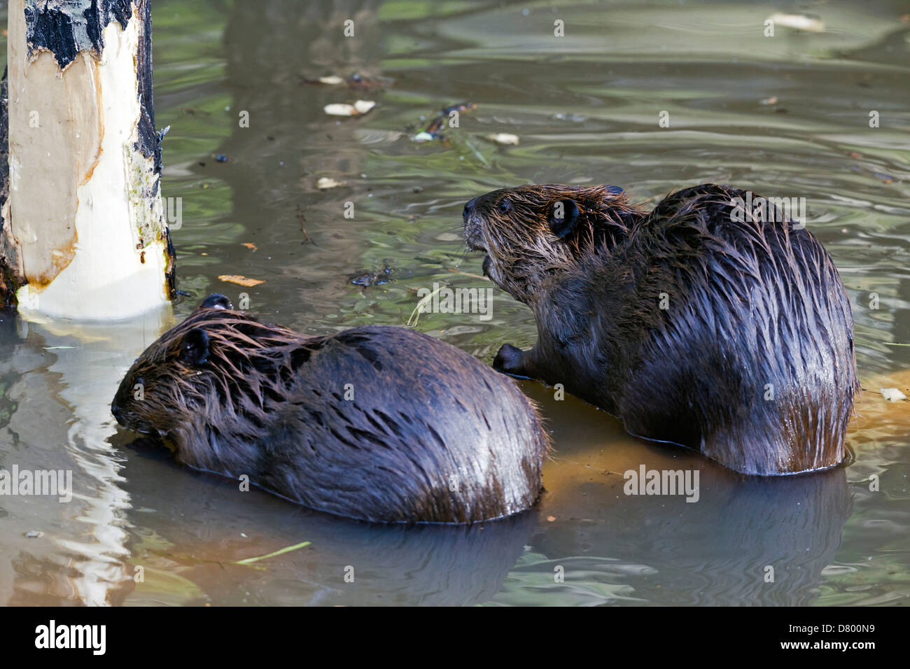 Two beavers lake hi-res stock photography and images - Alamy