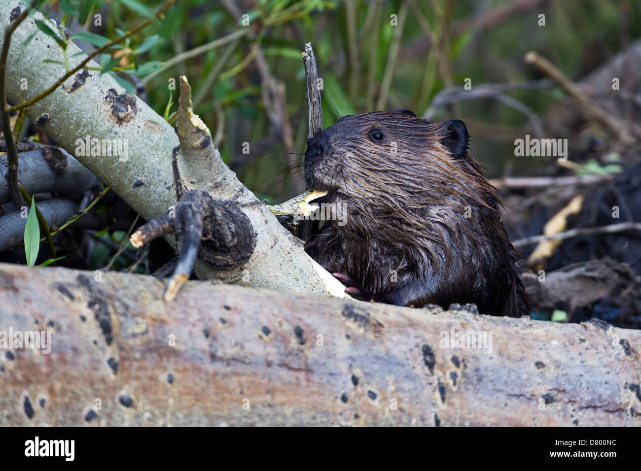 Beaver nibbles hi-res stock photography and images - Alamy