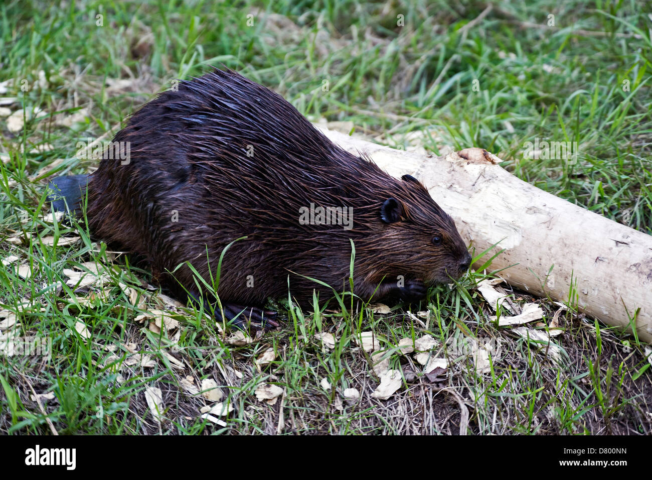 Beaver chewing at grass hi-res stock photography and images - Alamy