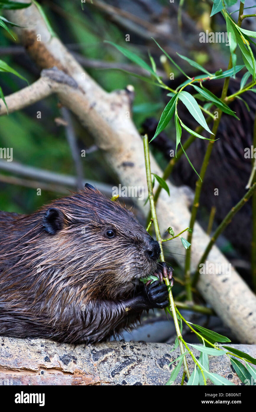 Beavers eat trees hi-res stock photography and images - Alamy