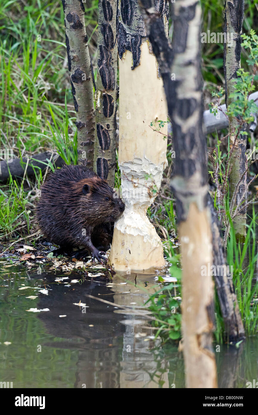 Beaver nibbles hi-res stock photography and images - Alamy